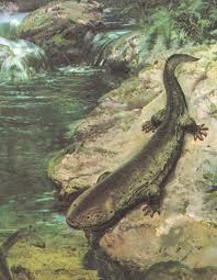 Savage Cryptids of North America: Trinity Alps giant salamander! – Role ...